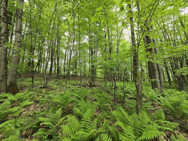 Canton Mountain Rd Lot,plot For Sale