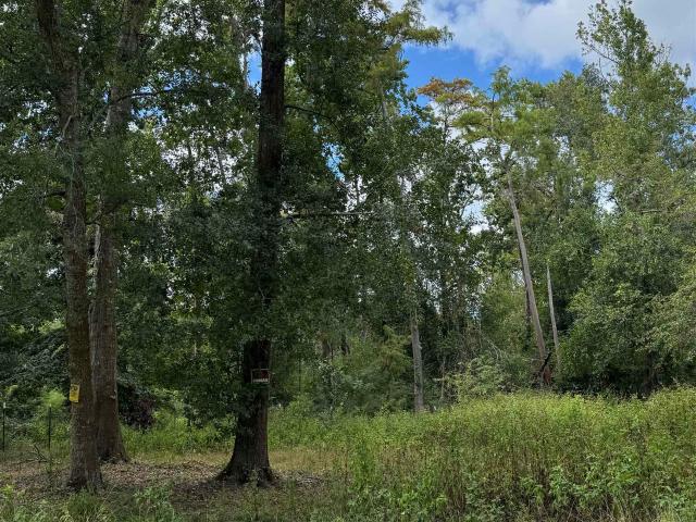 Cactus St, Tallahassee, FL 32304 | MLS #391585