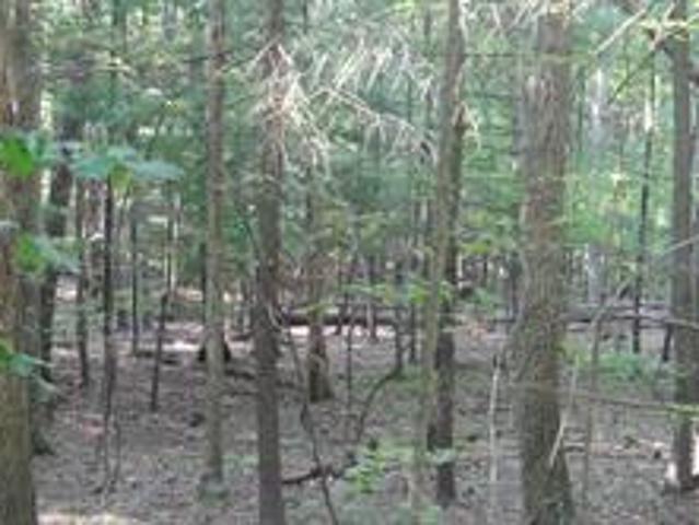 Calypso Trail