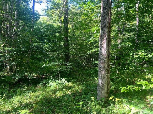 Carleton Pond Rd Lots 6 & 7, Camden, NY 13316
