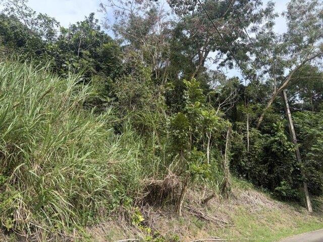 Carr Km Interior Sector Oyola Bo Buena Vis, Bayamon, Plot For Sale