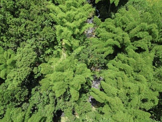 Carretera Km Bo Buena Vis, Las Marias, Plot For Sale
