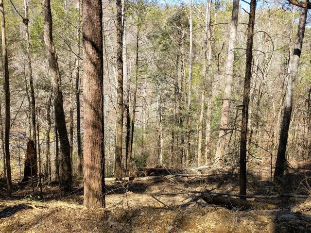 Carrs Creek Rd, Townsend, TN 37882