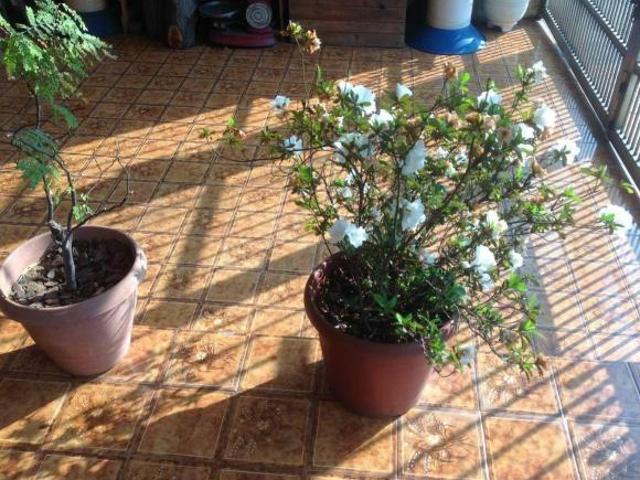 Casa em Avenida Israel Fonseca Vila Fátima São Paulo/SP