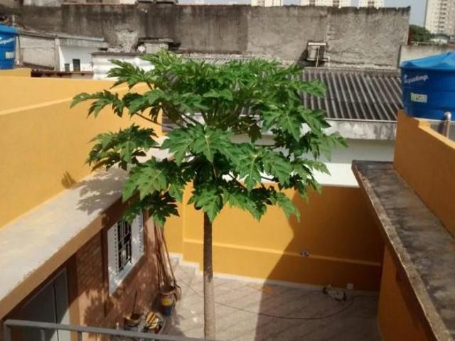 Casa, Rio Pequeno, São Paulo, SP