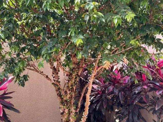 Casa / Sobrado em Condomínio para Venda em Itupeva/SP Ibi Aram 4 Quartos
