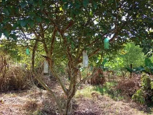 Casa / Sobrado para Venda em Americana/SP Parque Universitário 2 Quartos