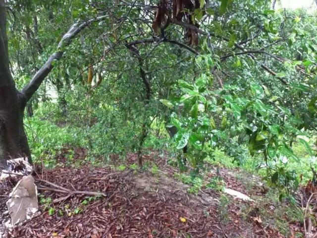 Casa / Sobrado para Venda em Betim/MG Jardim das Alterosas 2ª Seção 4 Quartos