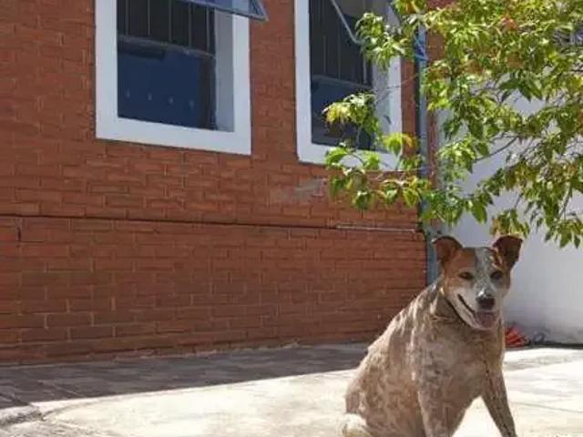 Casa / Sobrado para Venda em Limeira/SP Jardim Cavinato 4 Quartos