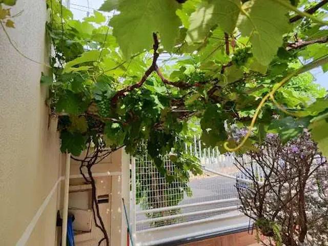 Casa / Sobrado para Venda em Nova Odessa/SP Jardim São Jorge 3 Quartos