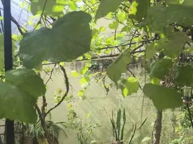 Casa / Sobrado para Venda em Ribeirão Preto/SP Jardim Castelo Branco 3 Quartos