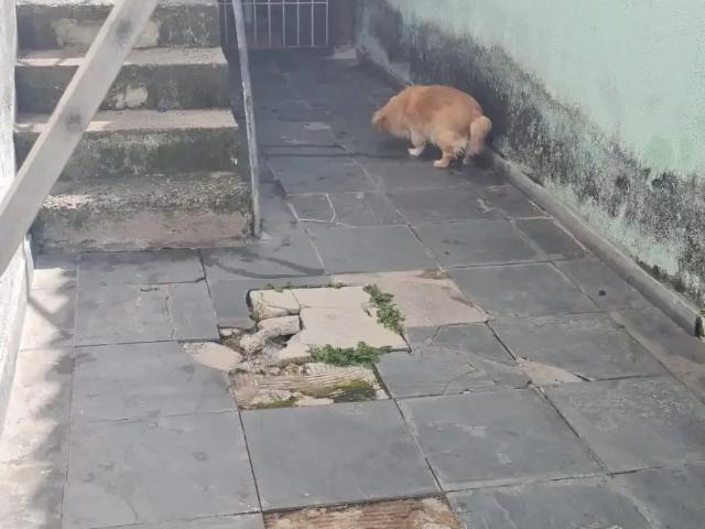 Casa / Sobrado para Venda em São Paulo/SP Parque São Lucas 4 Quartos