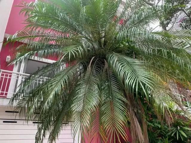 Casa / Sobrado para Locação em São Paulo/SP Pompéia 3 Quartos