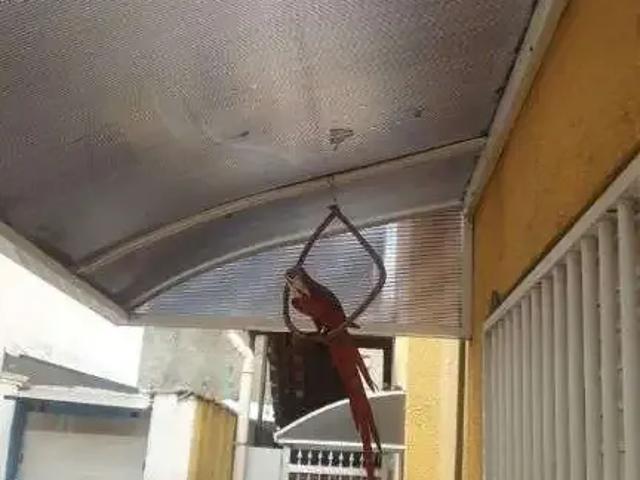 Casa / Sobrado para Locação em São Vicente/SP Vila Margarida 2 Quartos