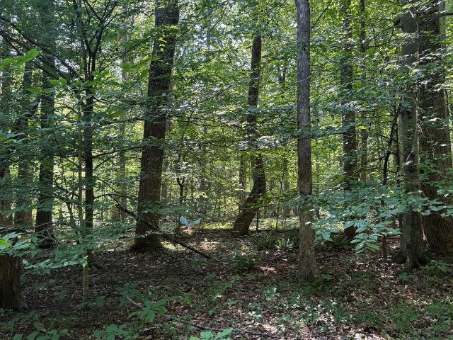 Cat Creek Rd, Mechanicsville, MD 20659 | MLS #MDSM2029