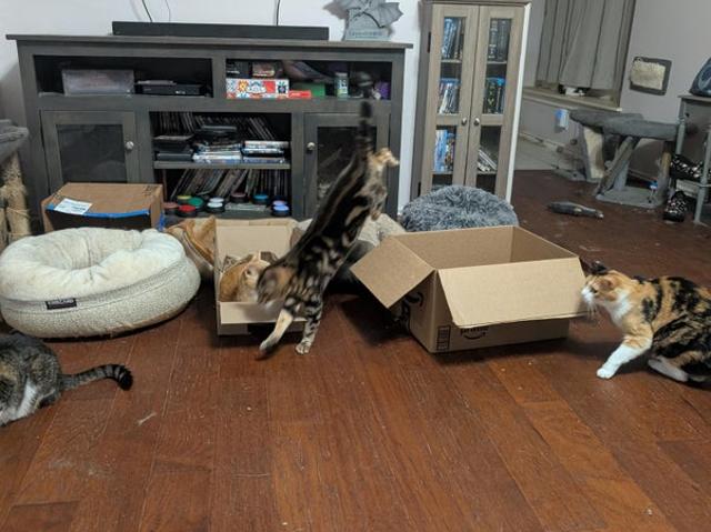 Cat friendly townhouse
