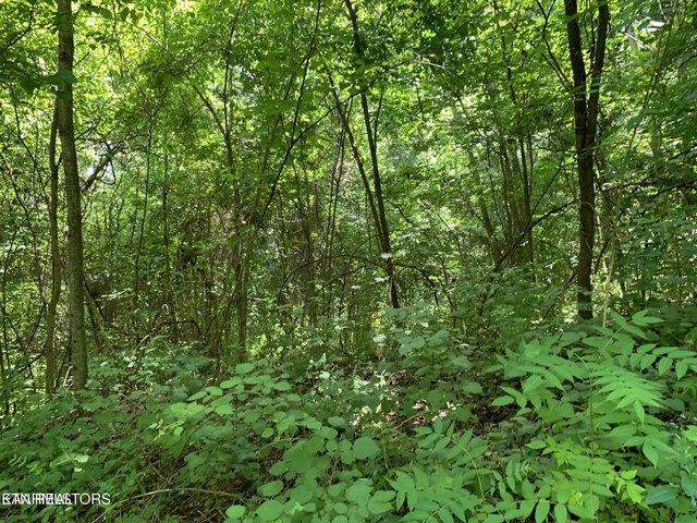 Cavalry Rd, New Tazewell, TN 37825