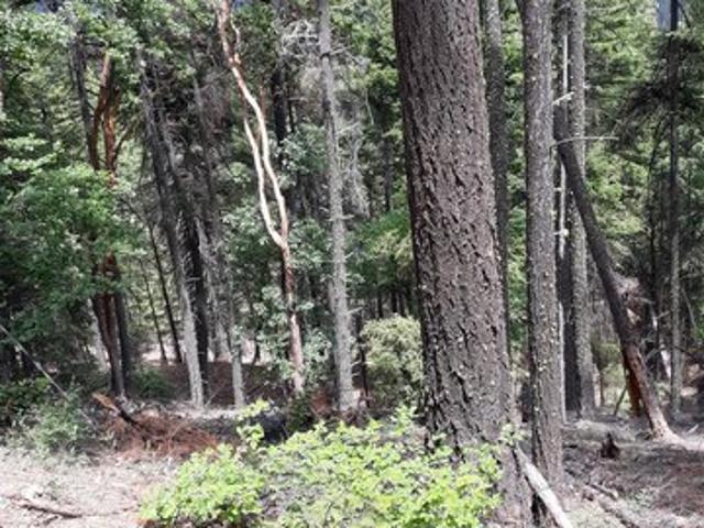 Cecilville Rd, Forks Of Salmon, CA 96031