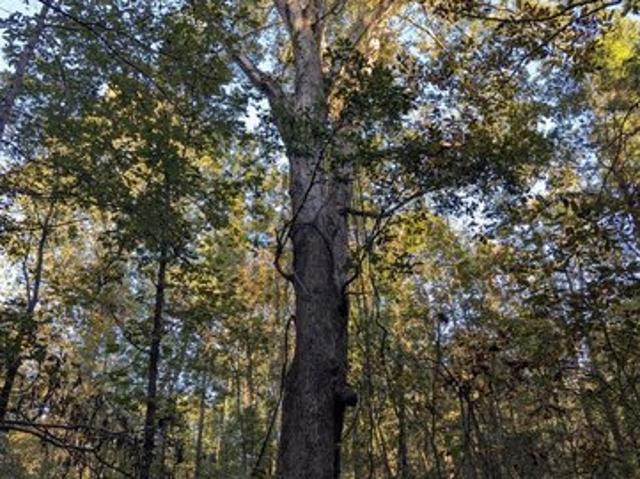 Cedar Grove Rd, Lexington, GA 30648