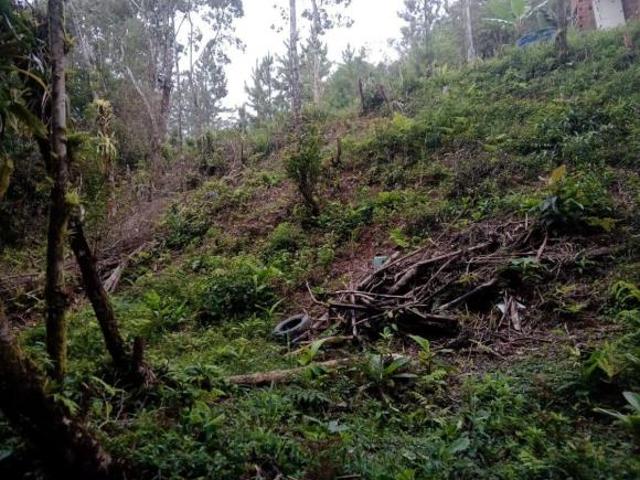 Chacaca de 2 alqueries com mina dágua