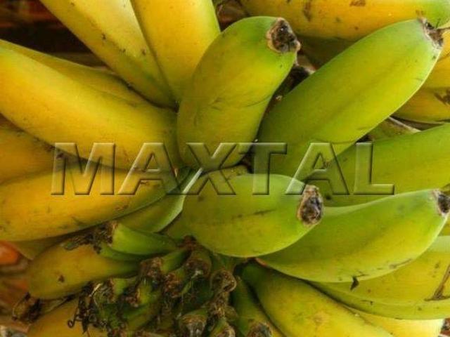 Chácar à venda em Mairiporã, de 4000m², com 3 dormitórios, 7 vagas e piscina