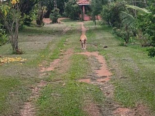 Chácara à venda, 3 quartos, 1 suíte, 5 vagas, Chácara Santa Paula Limeira/SP