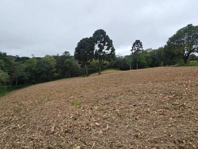 Chácara à venda,10.890 m, com tanque de peixes, CAMPESTRE DA FAXINA, SAO JOSE DOS PINHAIS PR