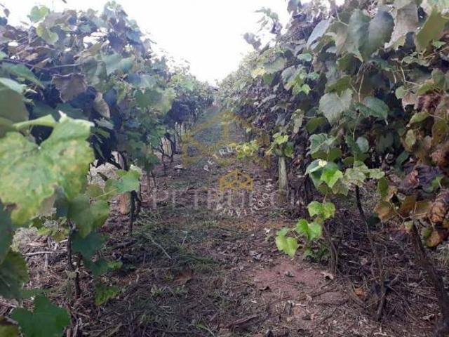 Chácara à venda, 24000 m² por R$ 2.000.000,00 Condomínio Jardim Paulista II Vinhedo/SP
