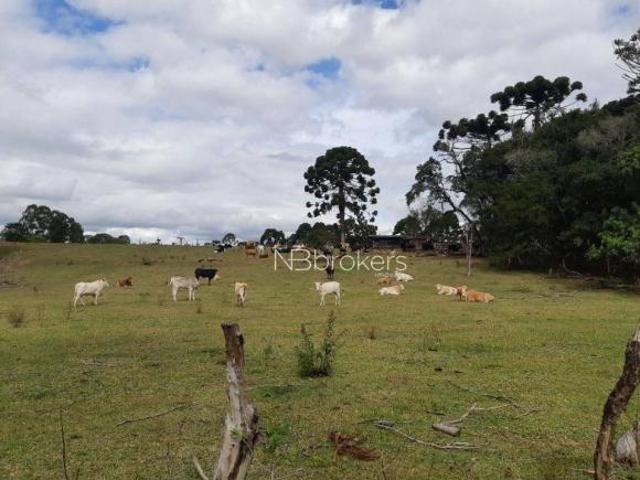 Chácara à venda, 43000 m² por R$ 990.000,00 Centro Araucária/PR