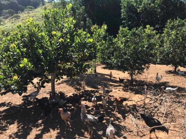 Chácara à venda 4 Quartos, 5 Vagas, Santa Luzia Rural, Taubaté SP
