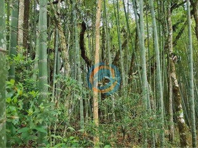 Chácara à venda, 97.000 m² por R$ 6.700.000 Colônia Murici São José dos Pinhais/PR