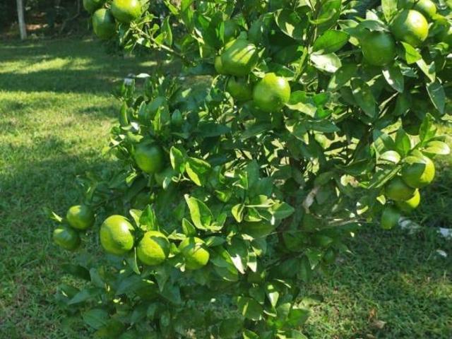 Chácara à venda, CAMPESTRE DA FAXINA, CONTENDA PR