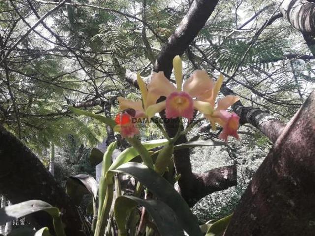 Chácara à venda, Chácara dos Pinhais, Boituva, SP