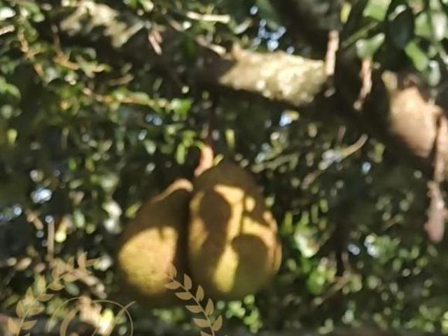 Chácara a venda em Jundiai, chácara a venda em Louveira, chácara rua asfaltada, chácara em meio a na