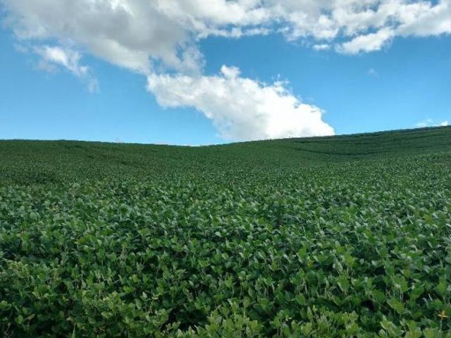 Chácara à venda ou locação, 120.000 m² Areia Branca dos Assis Mandirituba/