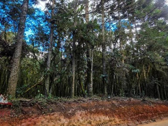 Chácara à Venda sem benfeitorias em São José dos Pinhais