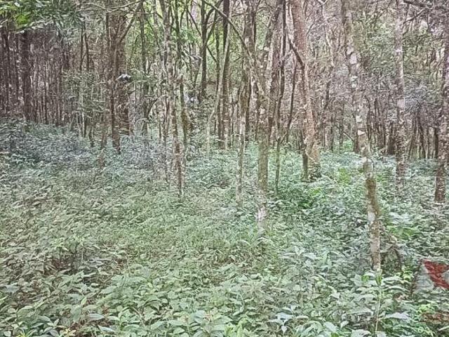 Chácara à Venda sem benfeitorias em São José dos Pinhais