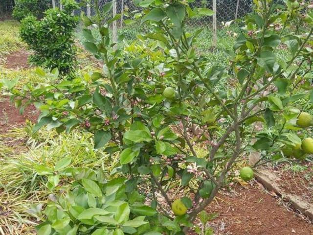 CHÁCARA COM 4.000 M² À VENDA EM ITAGUARA MG