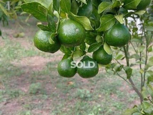 Chácara com 1 dormitório à venda, 1000 m² por R$ 283.500,00 Palestina Franca/SP