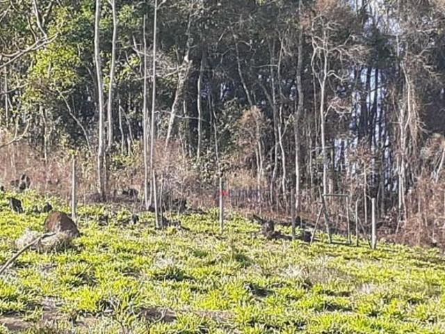 Chácara com 22.000 metros quadrados Bairro Quatro Cantos, cidade de Nazaré Paulista SP