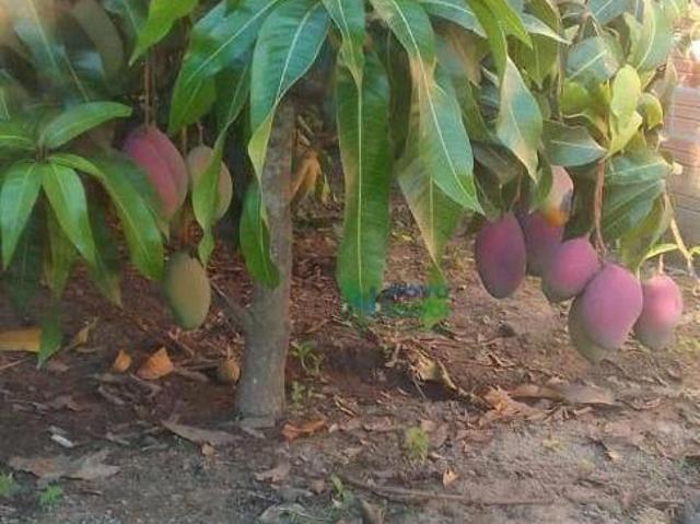 Chácara com 2 dormitórios à venda, 1000 m² por R$ 420.000,00 Tupi Piracicaba/SP