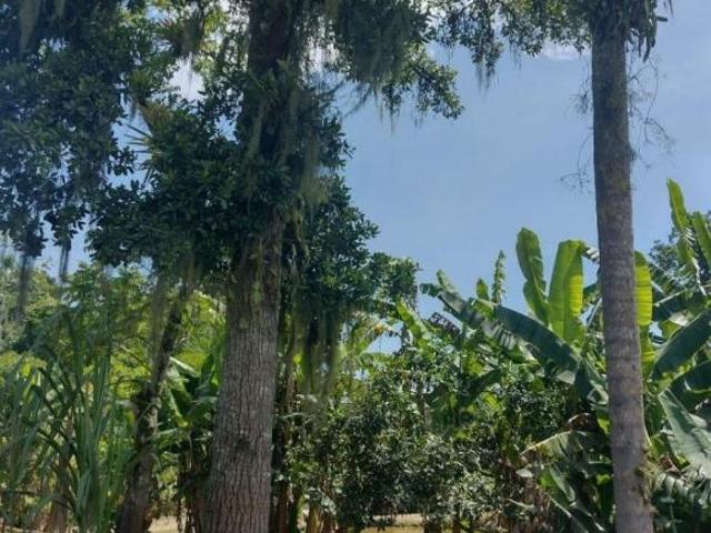 Chácara com 2 dormitórios à venda, 1820 m por R 225.000,00 Alexandra Paranaguá PR