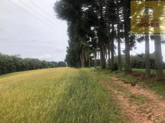 Chácara com 2 dormitórios à venda, 46000 m² por R$ 1.000.000 Mineiros Balsa Nova/PR
