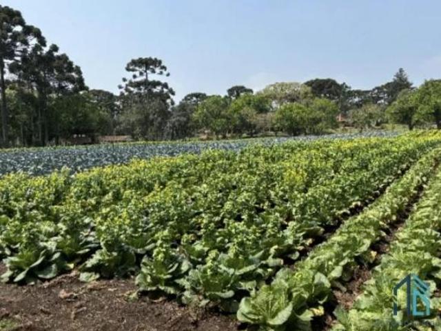 Chácara com toda Infraestrutura completa, Colônia Malhada em São José dos Pinhais PR