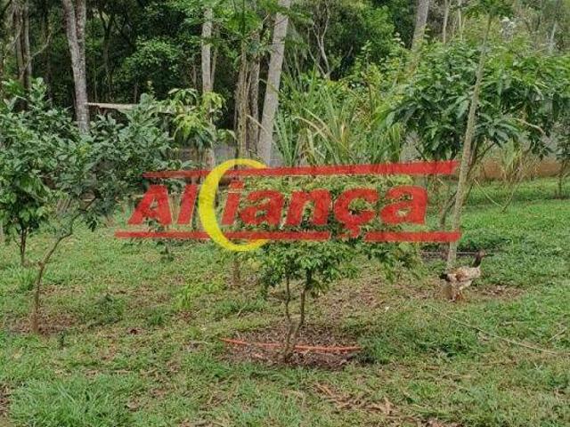CHÁCARA COM VARIOS PÉS DE FRUTAS!