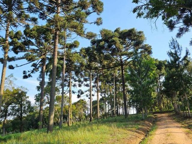 Chácara com Hortas, Parreiral e Árvores Frutíferas a 10 km da BR