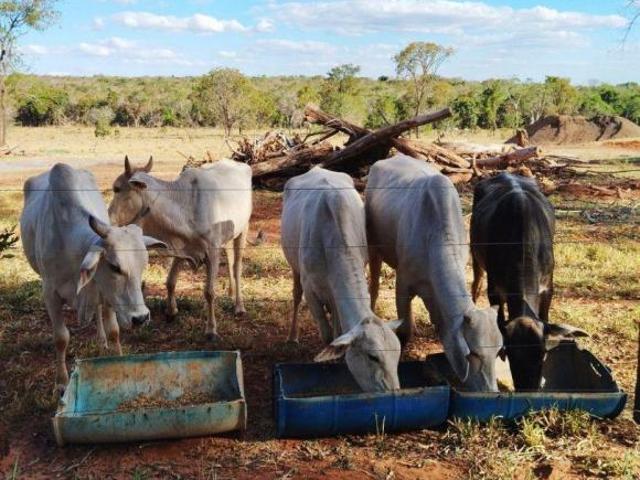Chacara de 6 Hectares em Campo Grande MS com P.