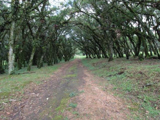CHÁCARA DE 86.000M² EM SÃO JOSÉ DOS PINHAIS, HÁ 300M² DA BR 376