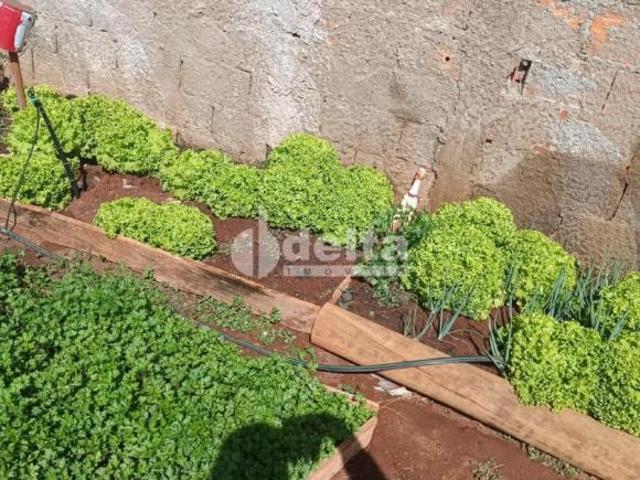 Chácara disponível para venda na Zona Rural de Uberlândia em Uberlândia MG