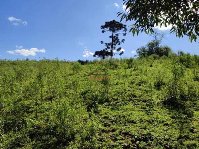 Chácara em Nova Sardenha